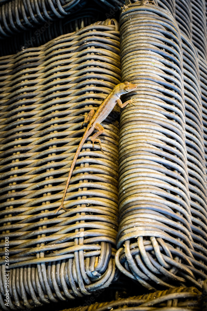 Brown double tail wall lizard crawling on wicker straw woven chair ...