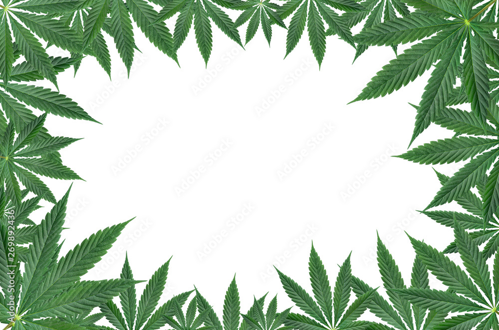Marijuana leaf frame isolated on white background Stock Photo | Adobe Stock