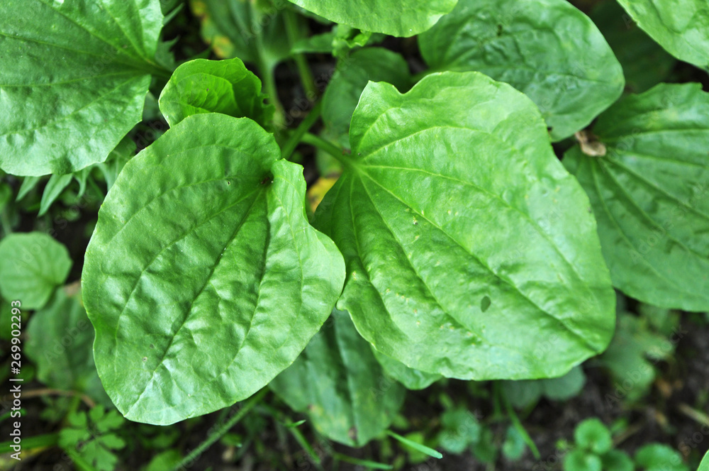 In nature, the plantain is growing Stock Photo | Adobe Stock