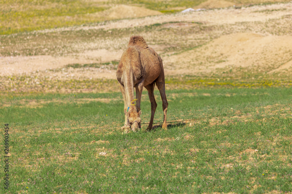 Camel Eating Grass