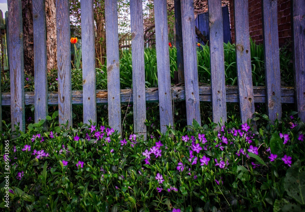 lilac flowers under the fence, purple color, periwinkle Stock Photo ...