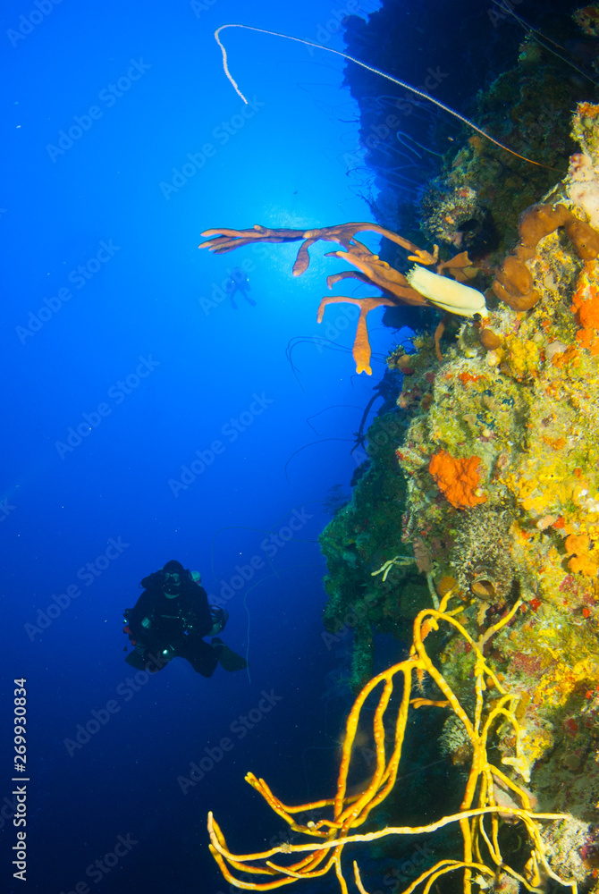 Silhouette shots of scuba divers using rebreathers to explore sponge ...