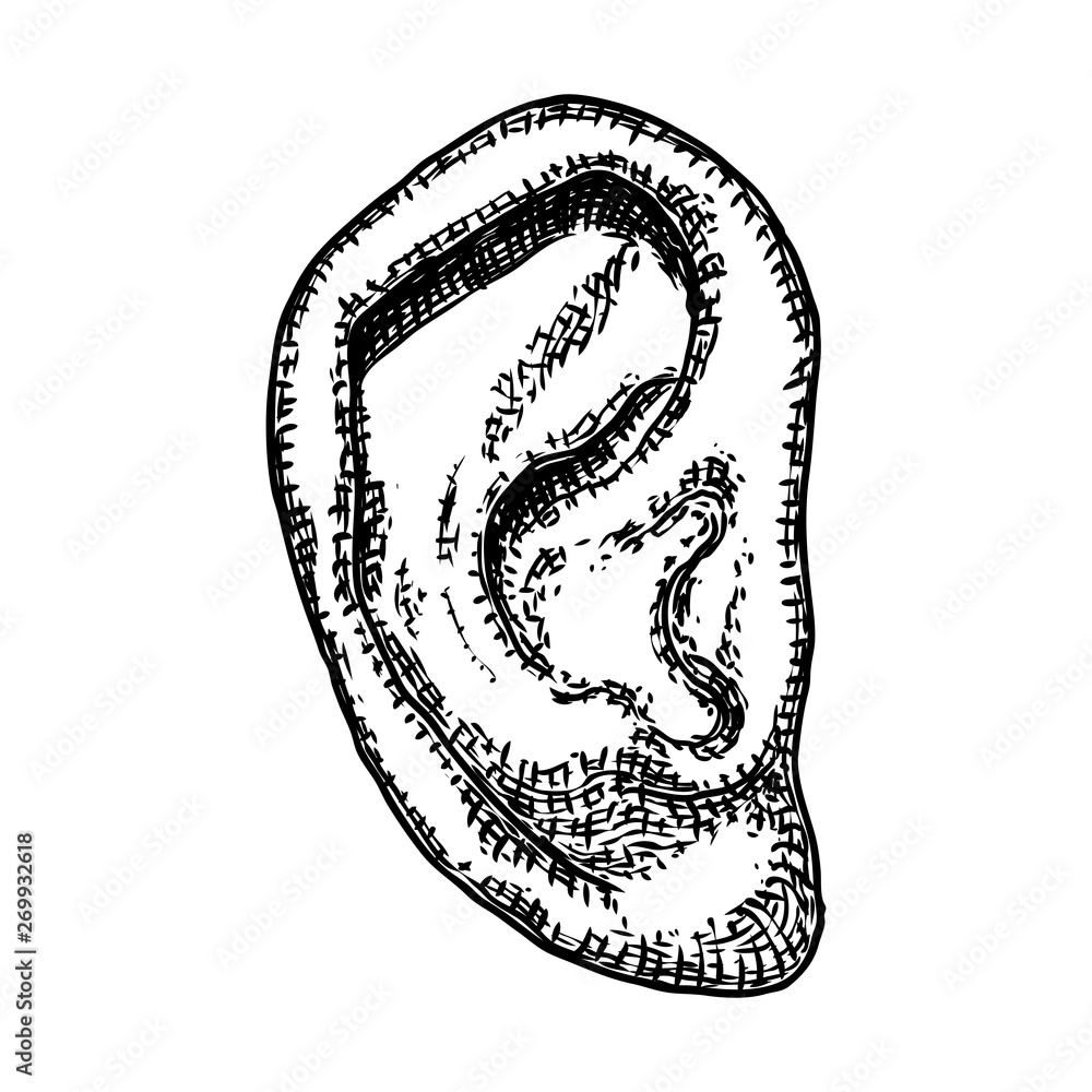 Human ear anatomy body part in engraved hand drawn style. Stylized ...