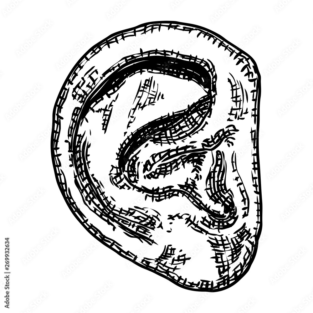 Human ear anatomy body part in engraved hand drawn style. Stylized ...