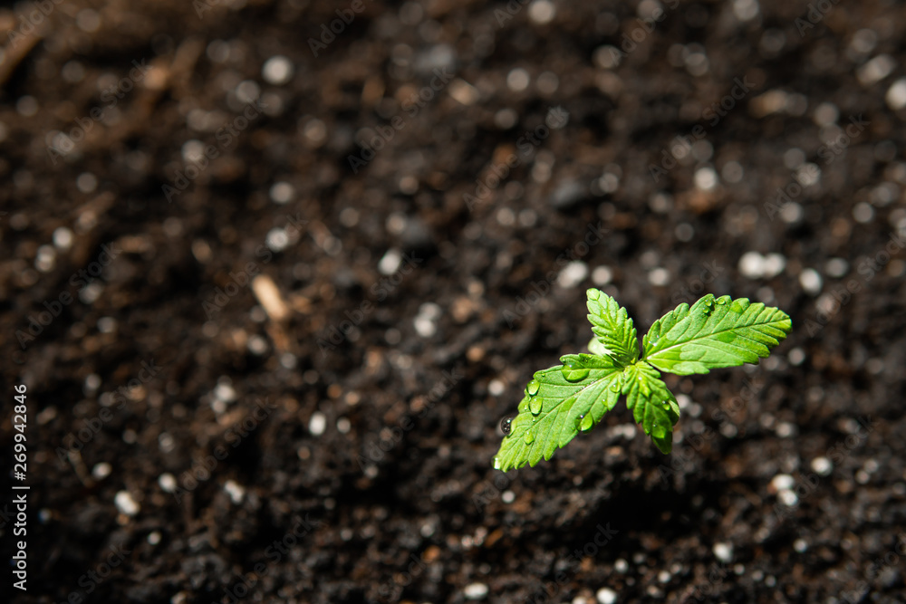 A cannabis seedling, small plant . Macro Seedling in the ground in the ...