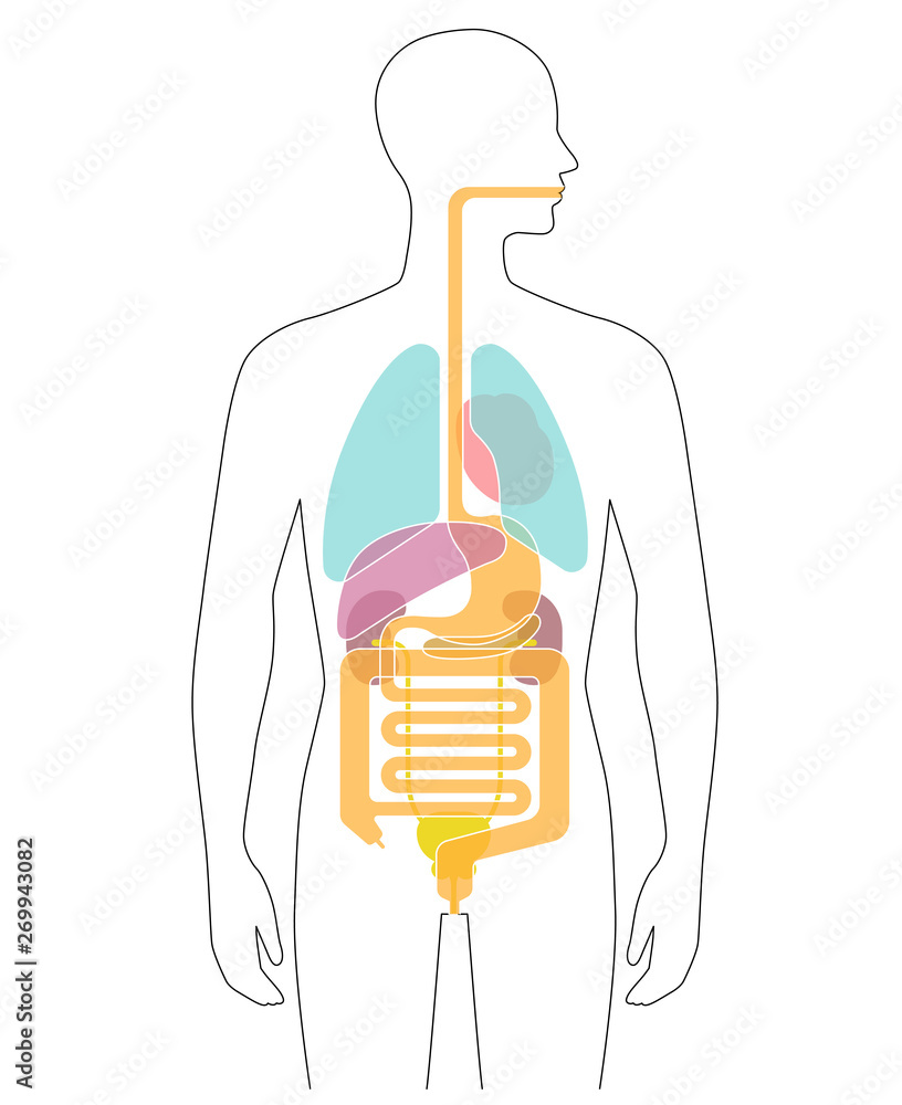 Human body internal organs illustration - Lungs, Heart, Liver, stomach ...