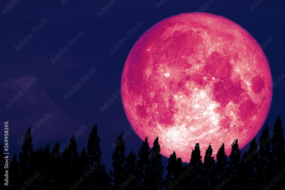 Full Rose Moon back on silhouette pine on night sky Stock Photo | Adobe ...