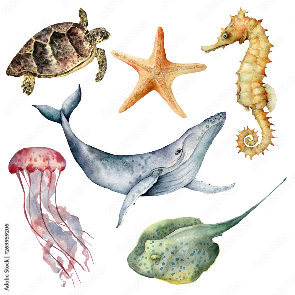 Watercolor underwater animals set. Hand painted whale, starfish ...