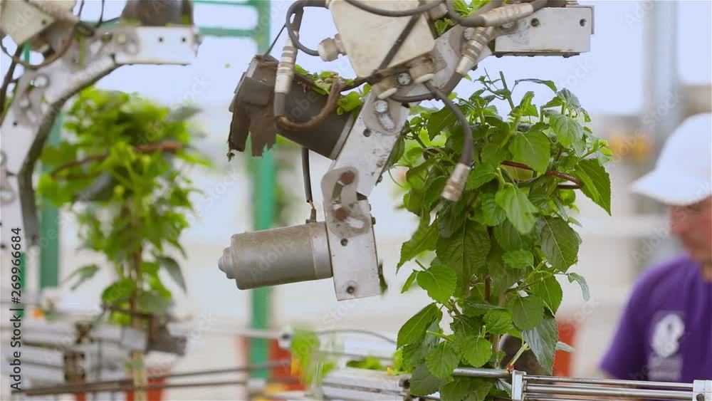 Automatic leaf pruning, Automatic trimming of plants before selling ...