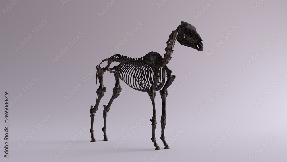 Skeletal Structure Of A Zebra