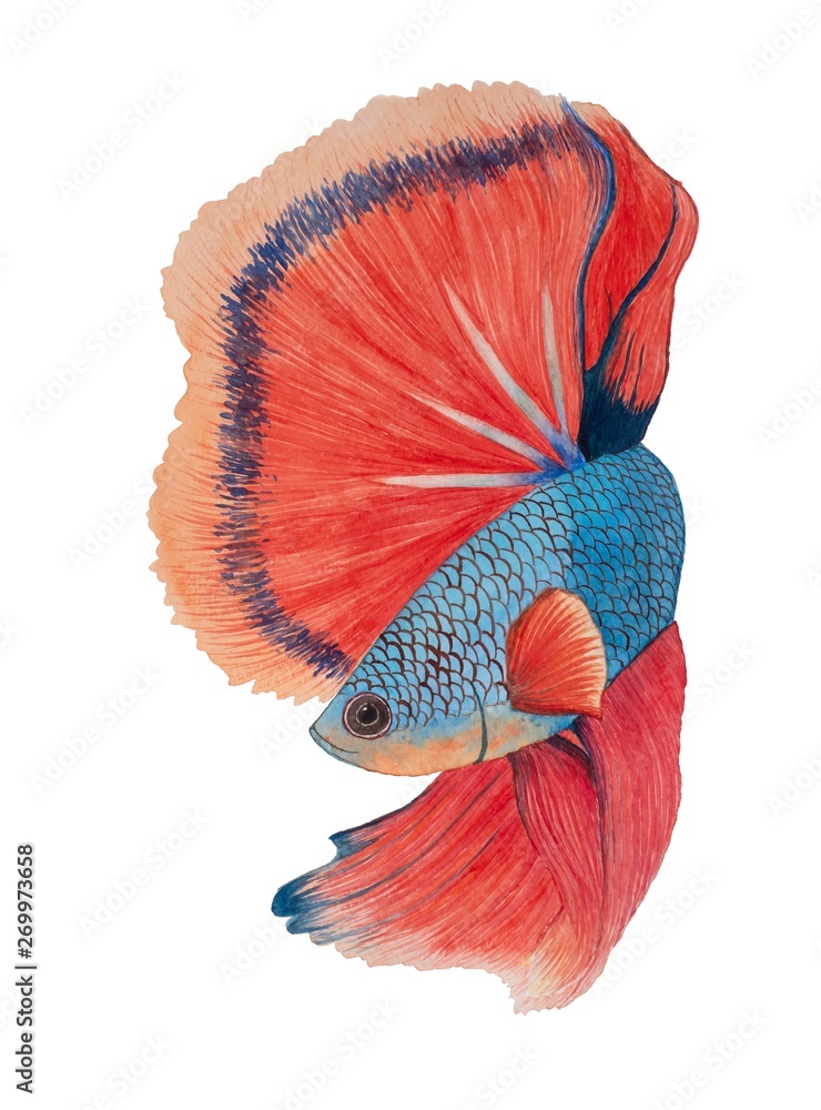 Watercolor Betta Fish