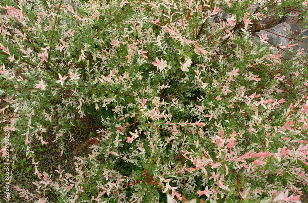 Hakuro nishiki also known as Japanese dapple willow or Salix integra in ...