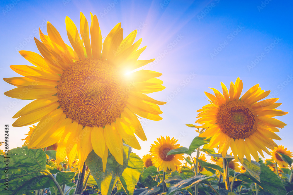 Sunflowers or helianthus at sunset, field of beautiful yellow flowers ...