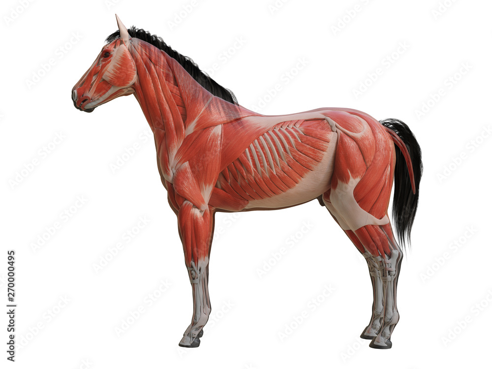 3d rendered medically accurate illustration of the horse anatomy ...