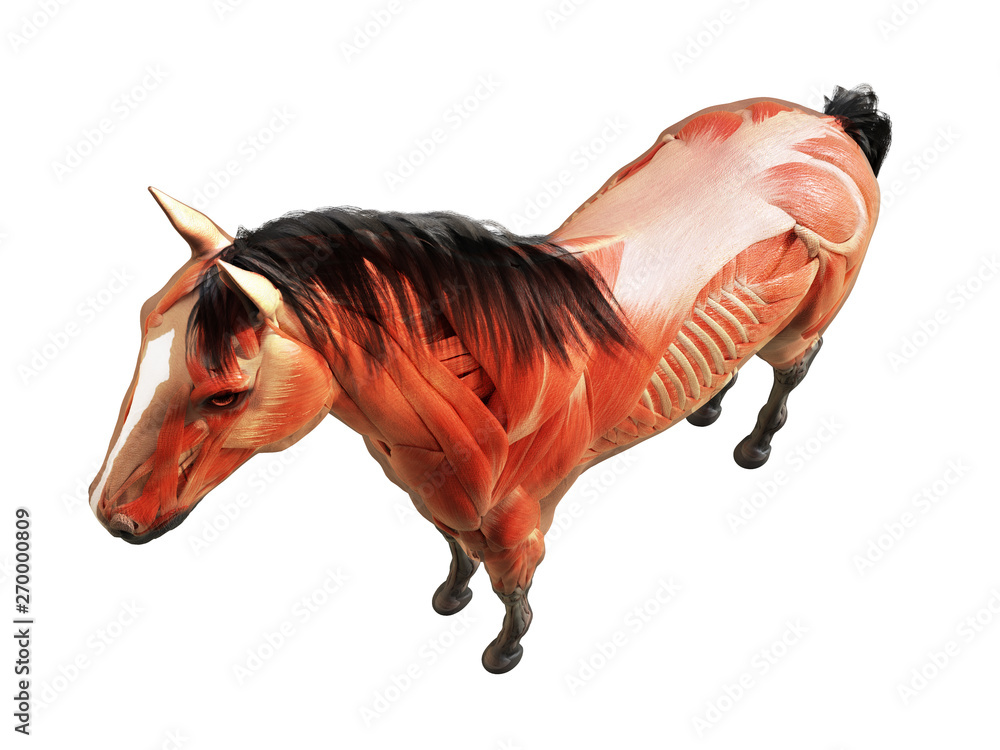 3d rendered medically accurate illustration of the horse anatomy ...