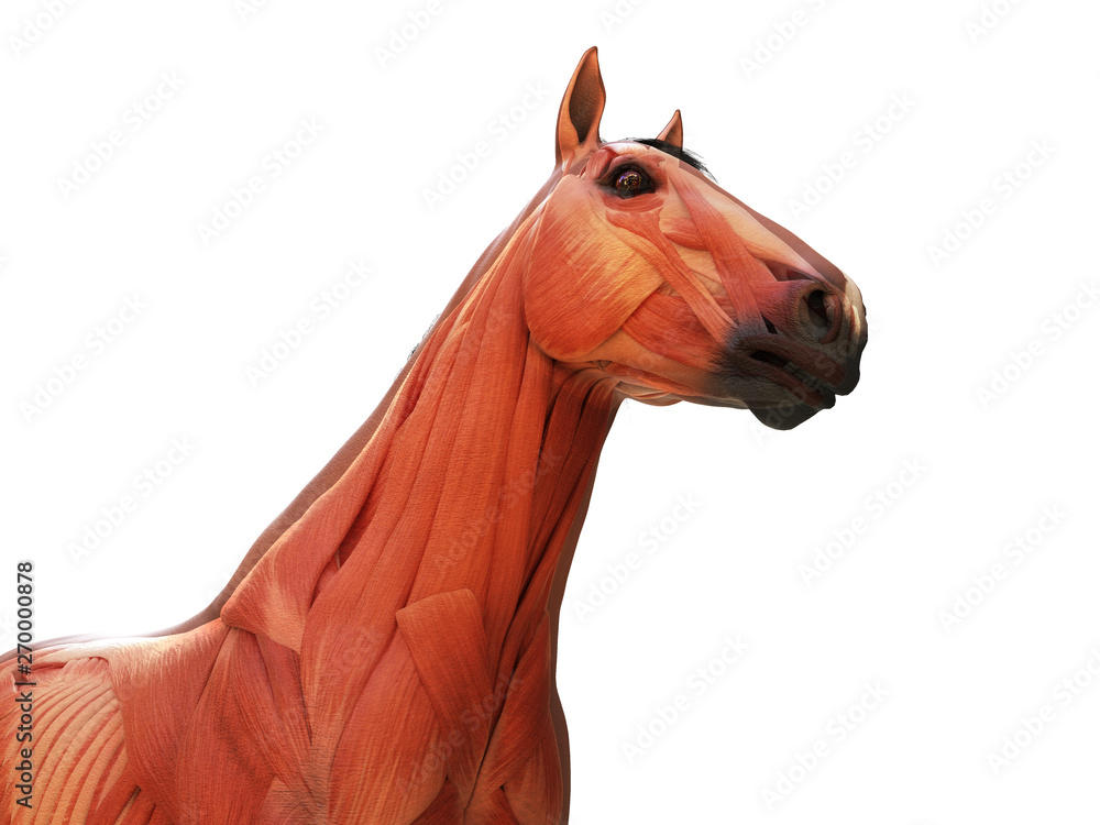 3d rendered medically accurate illustration of the horse anatomy ...