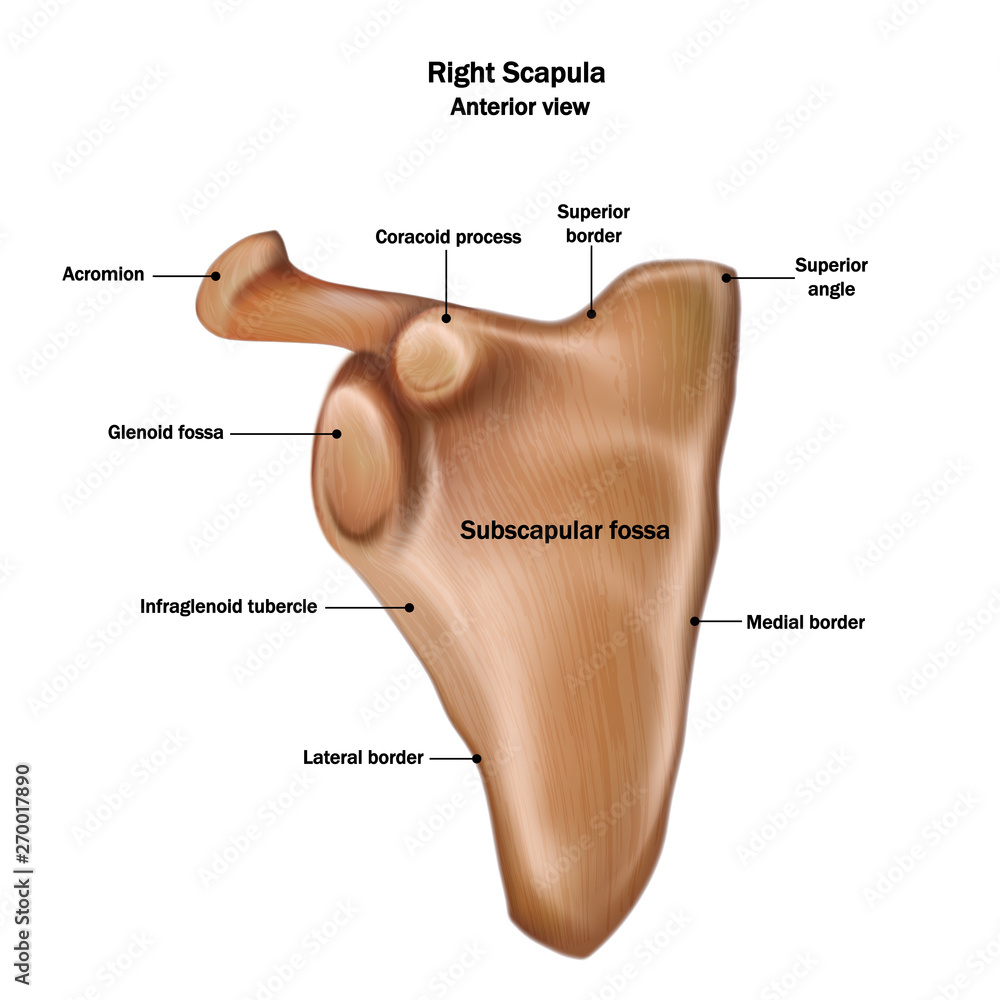 Right Scapula Lateral View