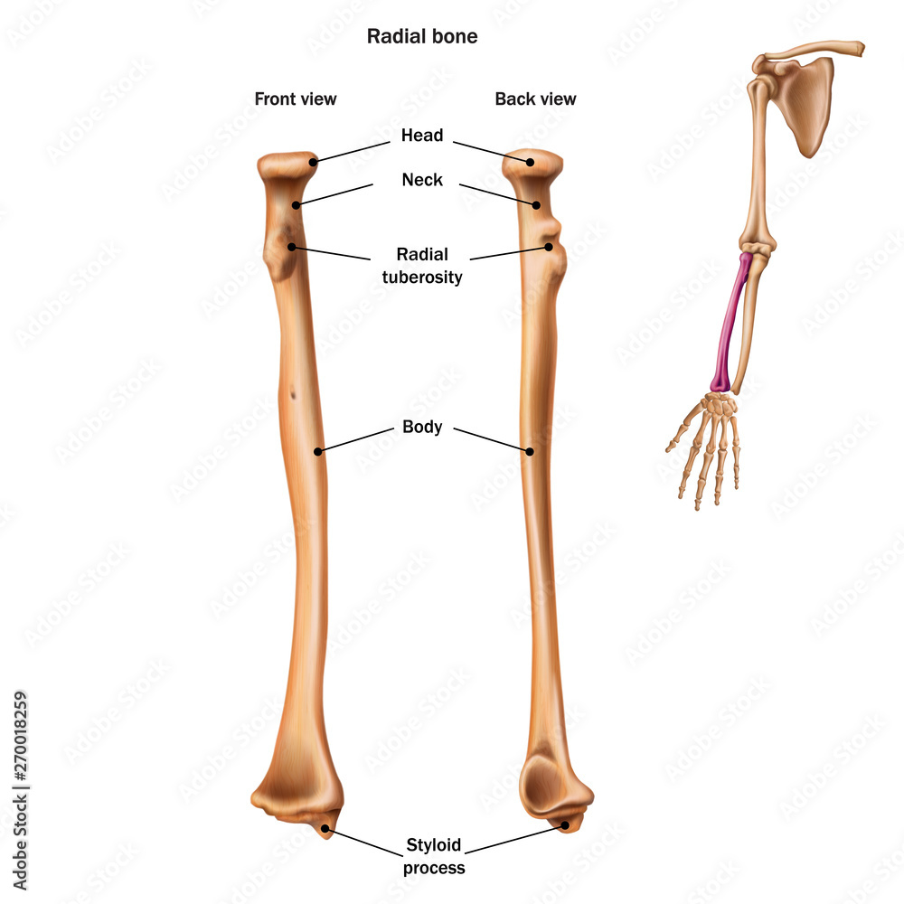 The structure of the radial bone with the name and description of all ...