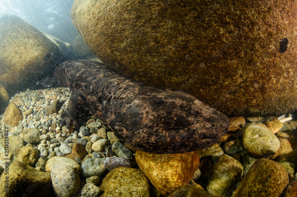 Japanese Giant Salamander Posing Underwater in a River of Gifu, Japan ...