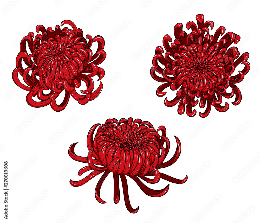 Chrysanthemum vector tattoo by hand drawing.Beautiful flower on white ...