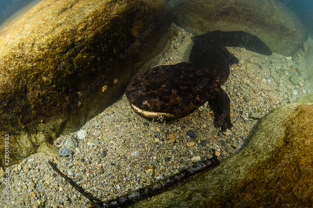 Japanese Giant Salamander Posing Underwater in a River of Gifu, Japan ...