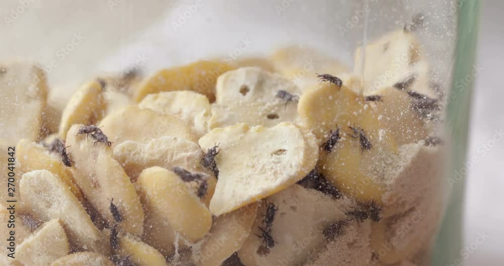 Grain weevil bugs in jar with dry beans, common domestic pest on stored ...