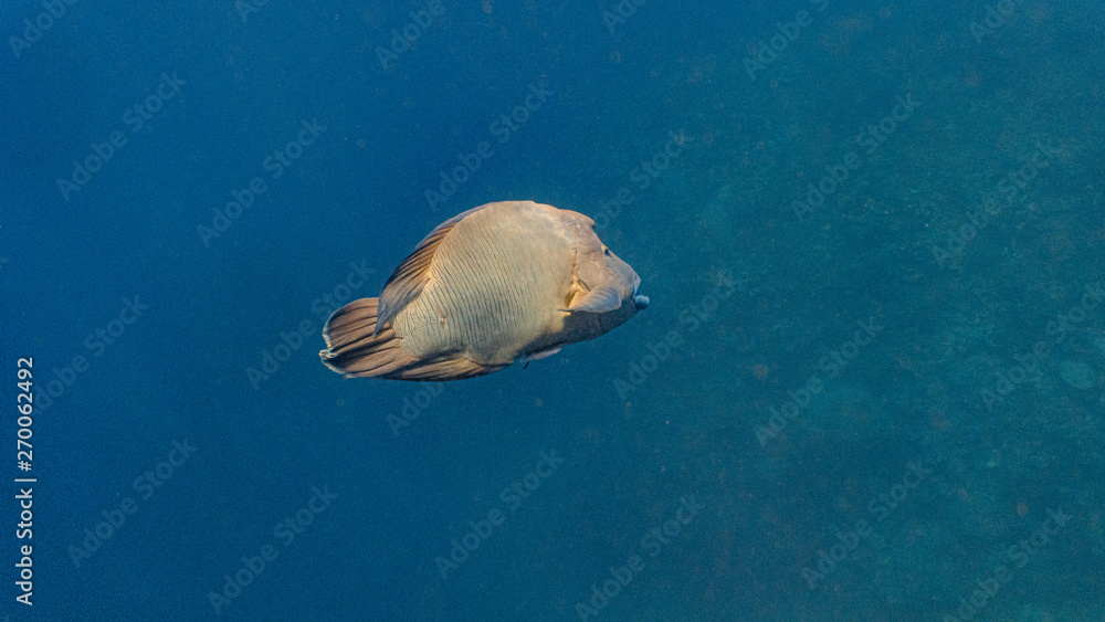 Big napoleon wrasse in a shallow water reef Stock Photo | Adobe Stock