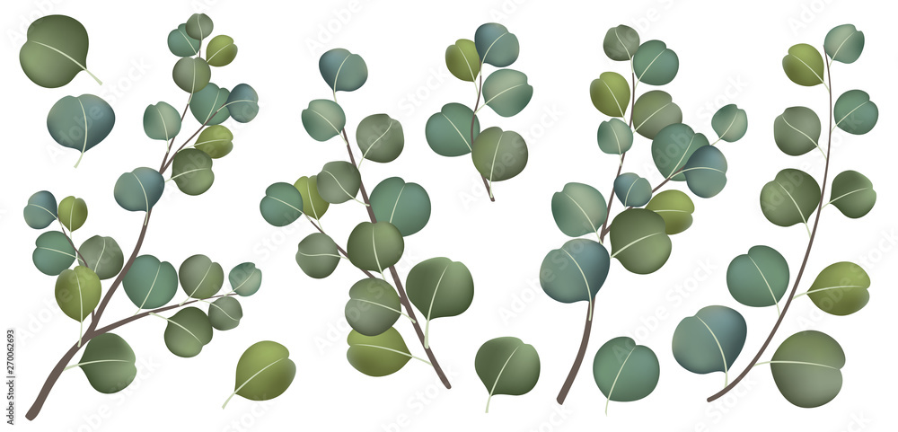 Eucalyptus plant branch and leaf collection isolated on white. Vector ...