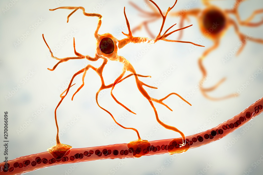 Astrocyte and blood vessel, 3D illustration. Astrocytes, brain glial ...