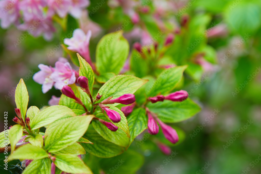 Weigela praecox in water drops after the rain. Beautiful pink flowering ...