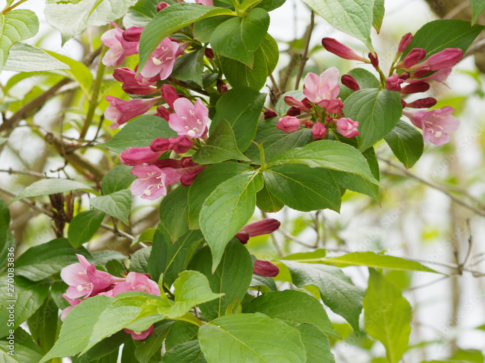 Weigela florida - Inflorescence du weigélia de Floride garni de fleurs ...