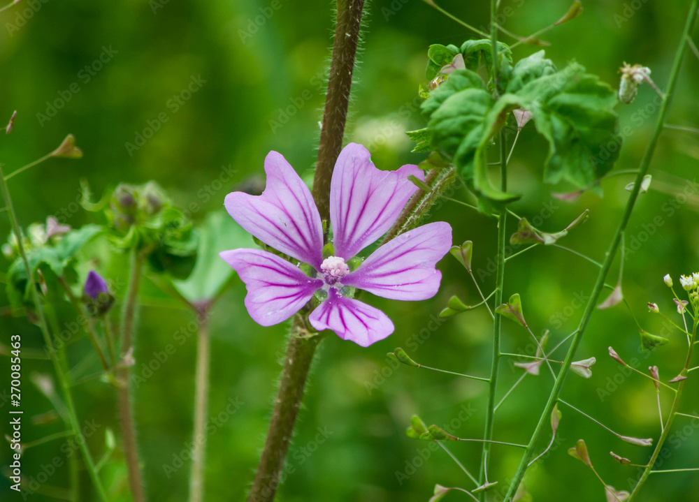 Macro photography of malva plant, malva sylvestris Stock Photo | Adobe ...