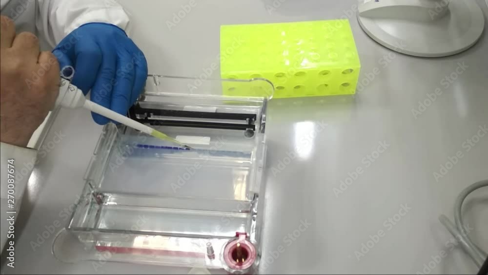 In a biological science lab. Introduction of the sample into the wells ...