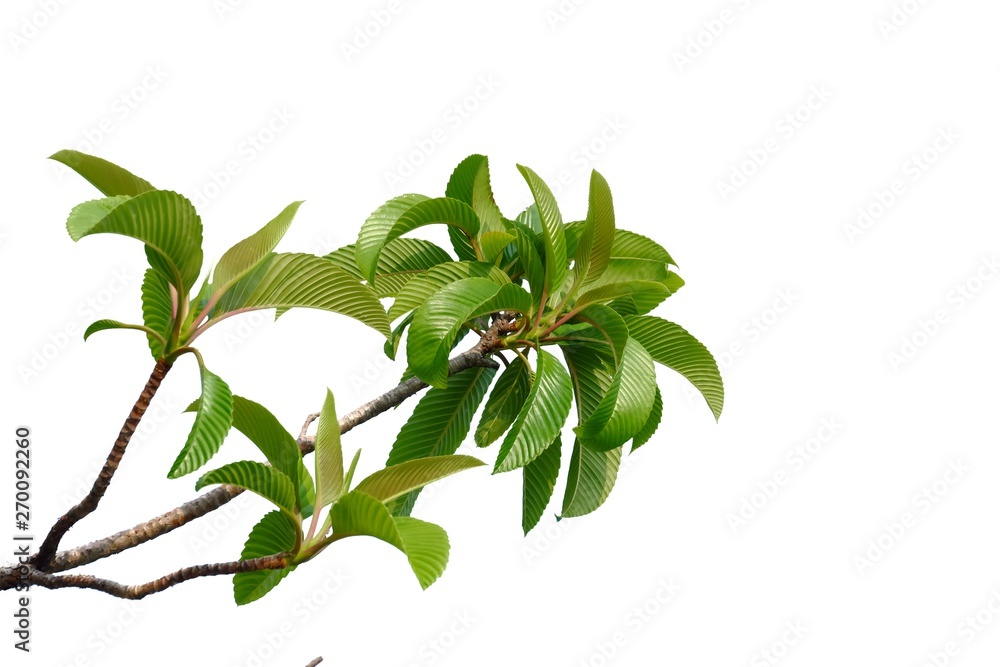 Young tropical elephant apple tree leaves with branches on white ...