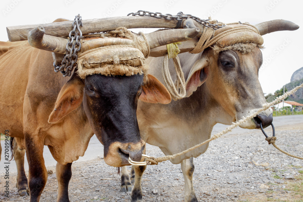 Oxen with yoke ready to work Stock Photo | Adobe Stock