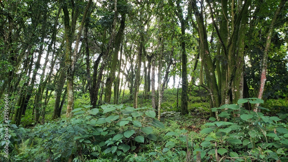 árvores, mato, vegetação, natureza, sem caminho Stock Photo | Adobe Stock