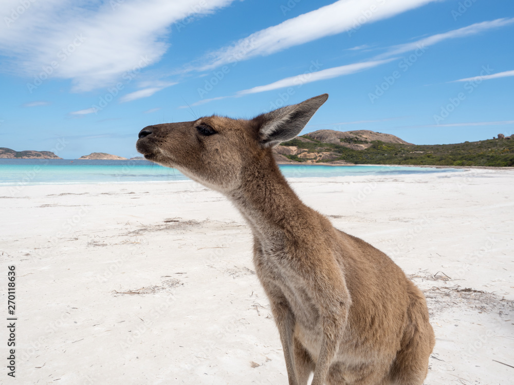 Friendly Kangaroo at the beach, Lucky Bay Cape Le Grand National Park ...