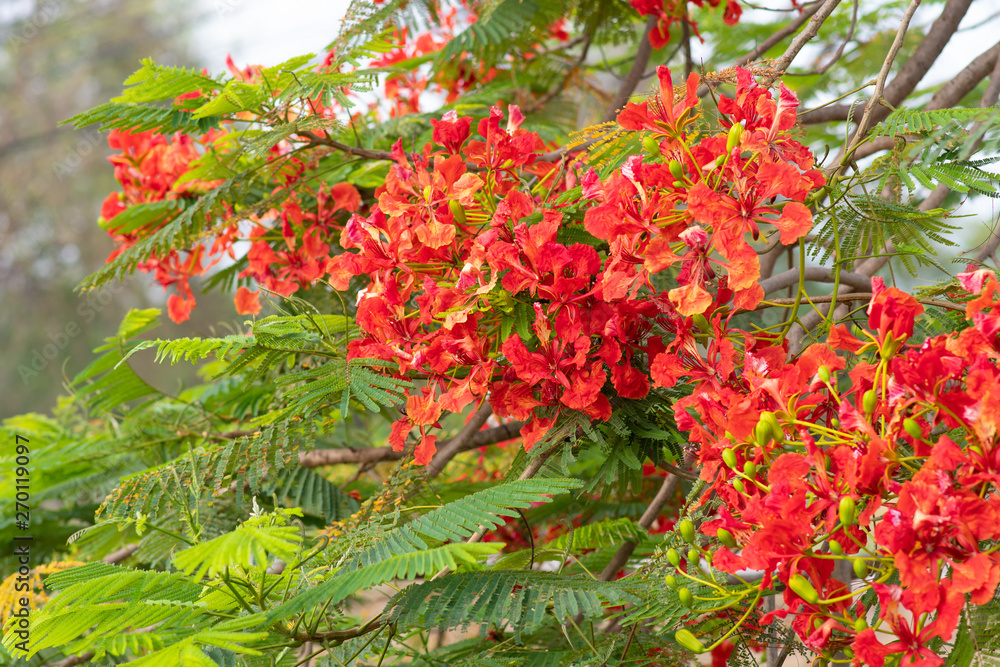 Flame tree, royal poinciana, flam boyant in-THAILAND.Flower Delonix ...