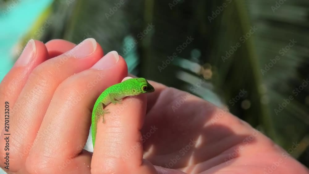 Close up of Green Giant Day Gecko, species Phelsuma sundbergi, also ...