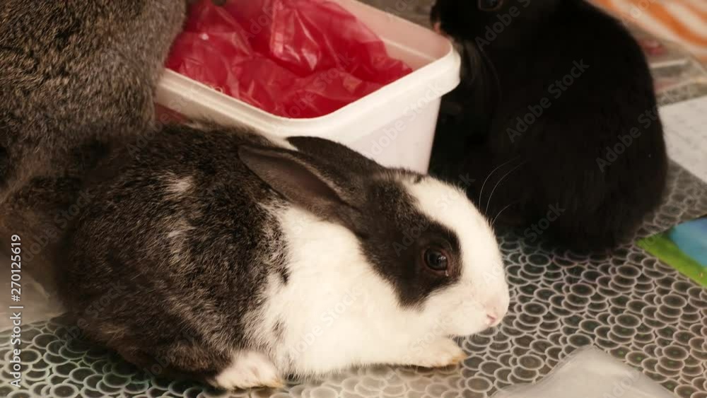 human and animal love, freely circulating in a house rabbits, pet ...