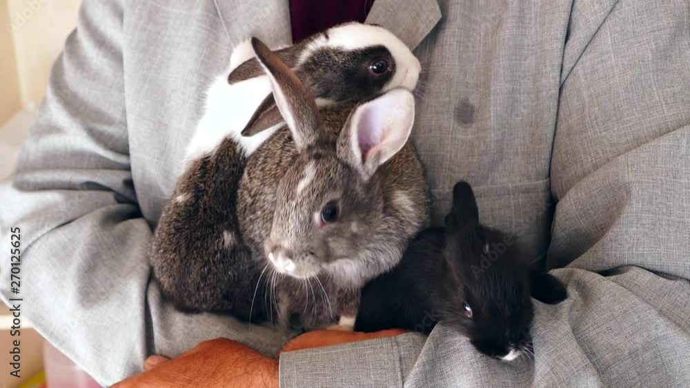human and animal love, in the hands of a man standing in rabbits, pet ...