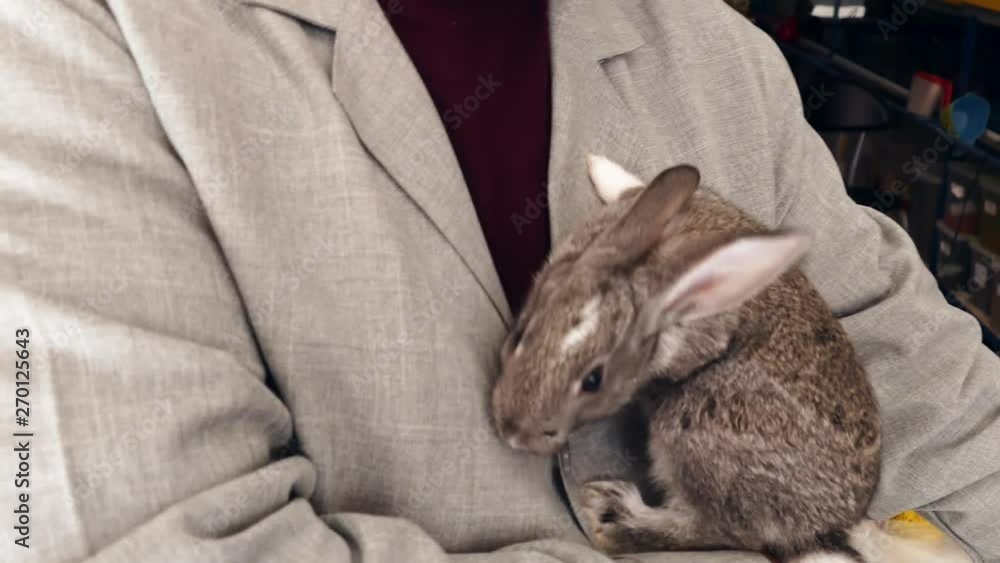 human and animal love, in the hands of a man standing in rabbits, pet ...