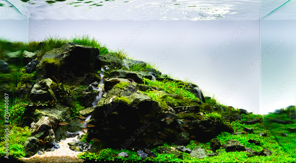 nature style aquarium tank with aquatic plants Stock Photo | Adobe Stock