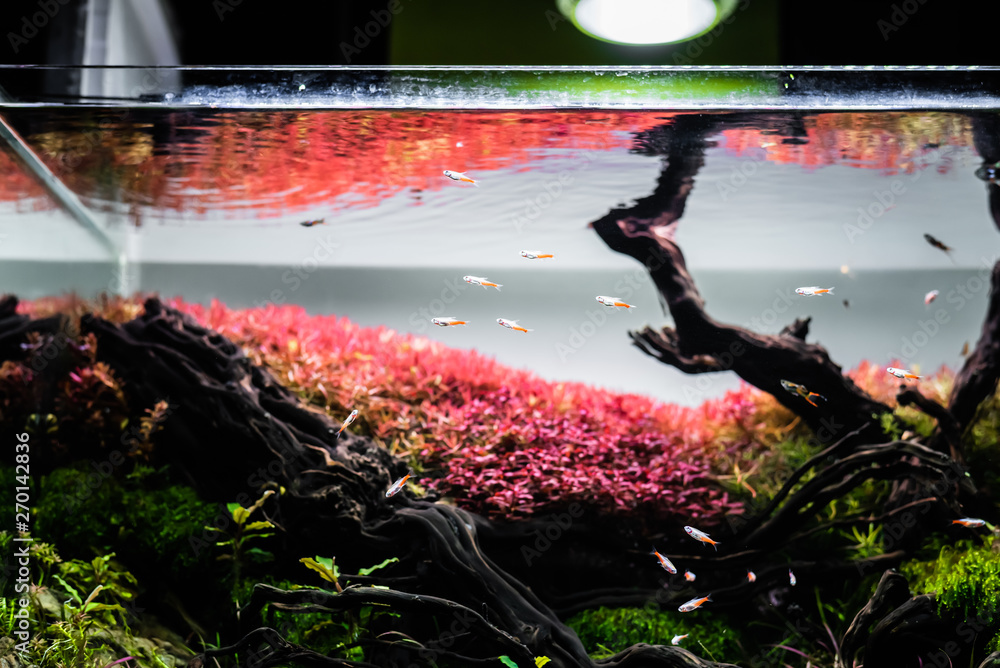 nature style aquarium tank with a variety aquatic plants. Stock Photo ...