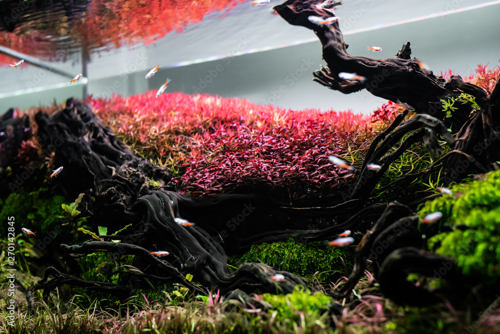 nature style aquarium tank with a variety aquatic plants. Stock Photo ...