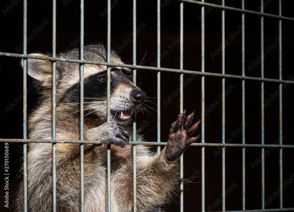 Hungry, weak and sick raccoon locked in a cage zoo and wants to go home ...