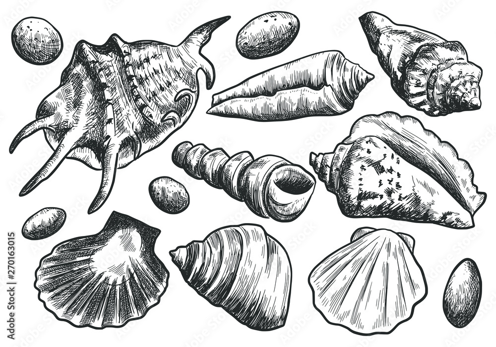 Hand drawn sketch seashells set isolated on white background. Vintage ...