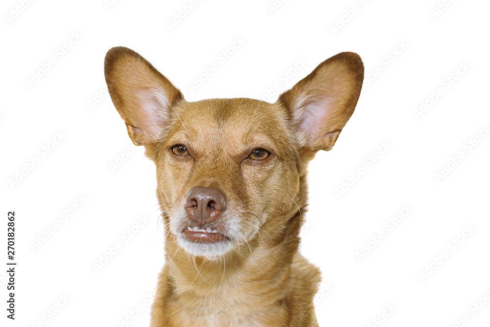 Funny Angry Dog Face