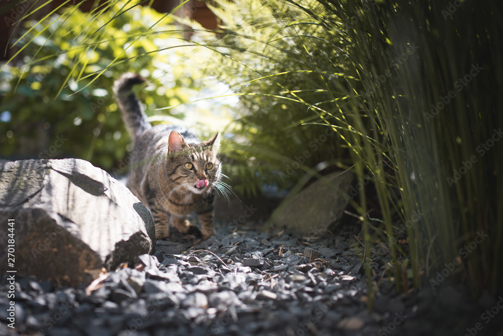 tabby domestic shorthair cat sticking out tongue between pampas grass ...