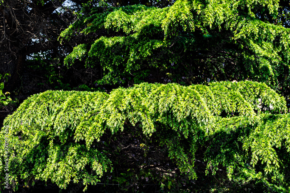 Texture of huge hanging branches of evergreen Lebanese cedar. Close-up ...